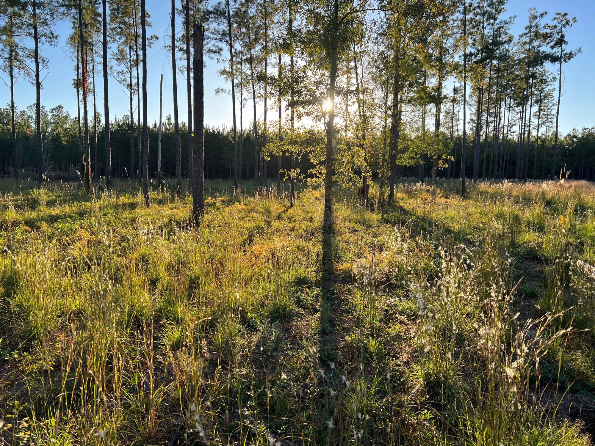 Ginger Jennings - Pace - Levin Rinke Realty